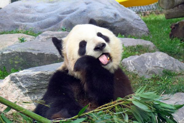 O maior zoológico do Canadá tem lindos Pandas Gigantes